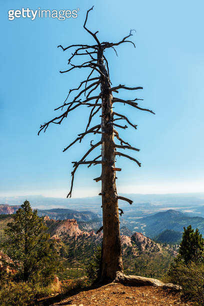 Dead tree on a cliff in the Bryce Canyon National Park 이미지 (1844267474 ...