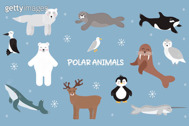 Vector illustration of cute polar animals, seabirds and mammals. Big ...