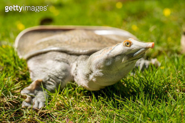 Portrait of a Leith's softshell turtle in rehabilitation 이미지 ...