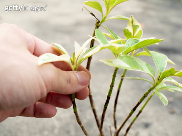 Body part hand finger human finger catch tree plant leaf green colour ...
