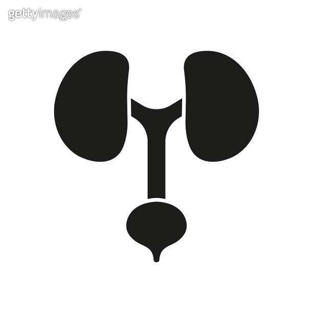Anatomical Healthy Internal Organs. Human Urinary System Silhouette ...