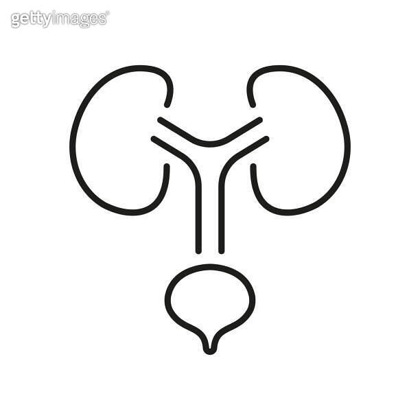 Human Urinary System Line Icon. Health Bladder and Kidney Linear ...