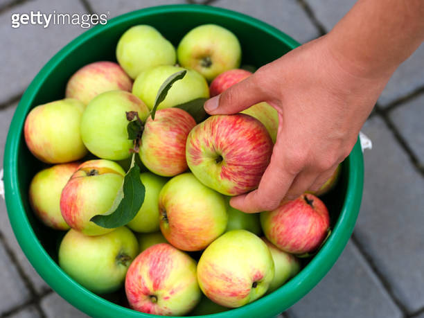 Woman taking apple from a green bucket full of freshly harvested ...