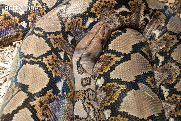Closeup of a reticulated python (Malayopython reticulatus) native to ...