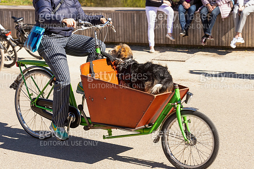 Cargo bike with a small dog in the Vondelpark. 이미지 (1758312714) - 게티이미지뱅크