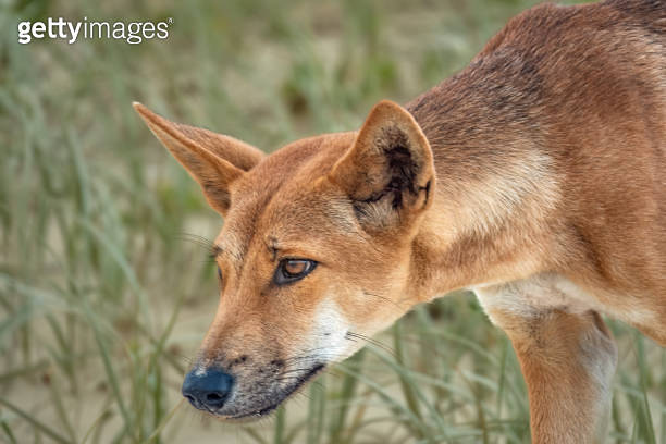 A wild pure bred dingo (Canis familiaris dingo) roaming the beaches of ...