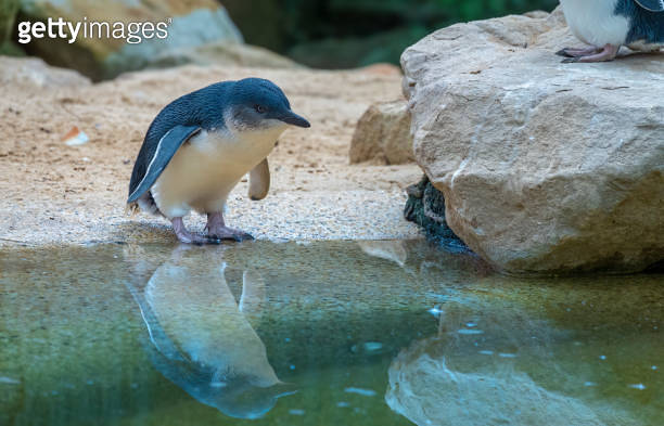 Australian little penguin (Eudyptula novaehollandiae), also called the ...