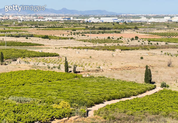 Rural landscape, aerial view. Farm field in Spain. Olive trees plantage ...