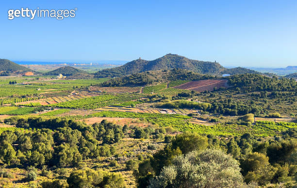 Farm field in Spain. Rural landscape. Olive trees plantage farm land ...