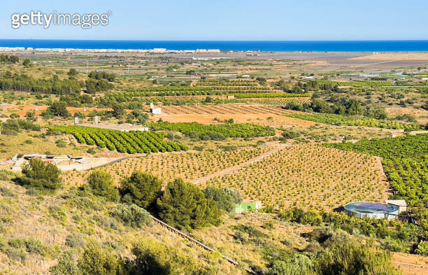 Farm field in Spain. Rural landscape. Olive trees plantage farm land ...