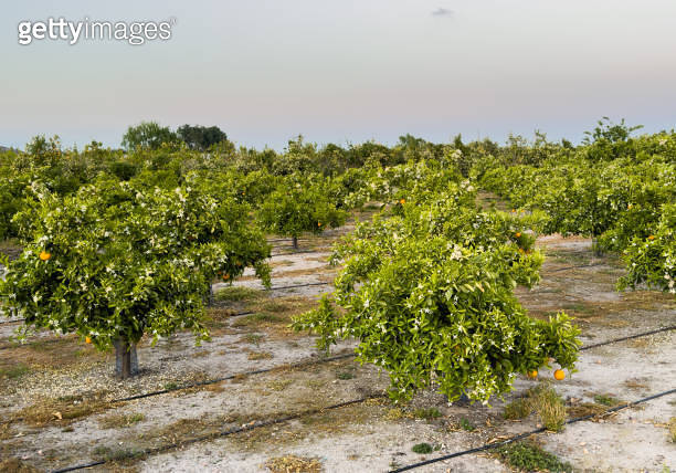 Farm field on sunset. Planting a tree. Mandarin tree farm field. Plant ...