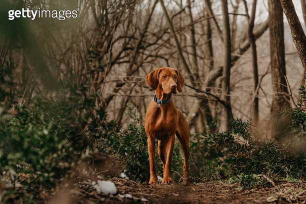 Hungarian Vizsla Pointer Dog in Spring Forest 이미지 (1892128642) - 게티이미지뱅크