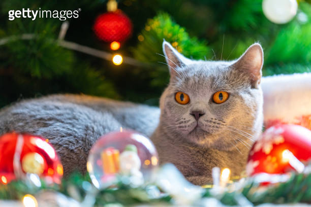 British Shorthair cat playing under Christmas tree in living room. 이미지 ...