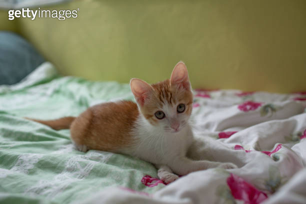small soft ginger cat kitten at the room 이미지 (1742742474) - 게티이미지뱅크