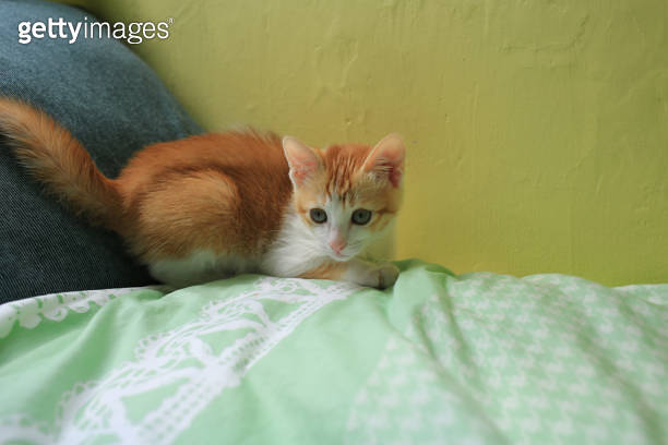 small soft ginger cat kitten at the room 이미지 (1742742980) - 게티이미지뱅크