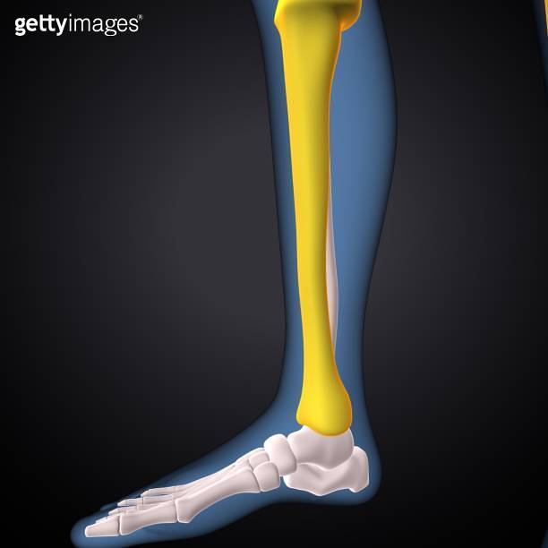 Human skeleton Tibia bone anatomy. 3d illustration (1807488507) - 게티이미지뱅크