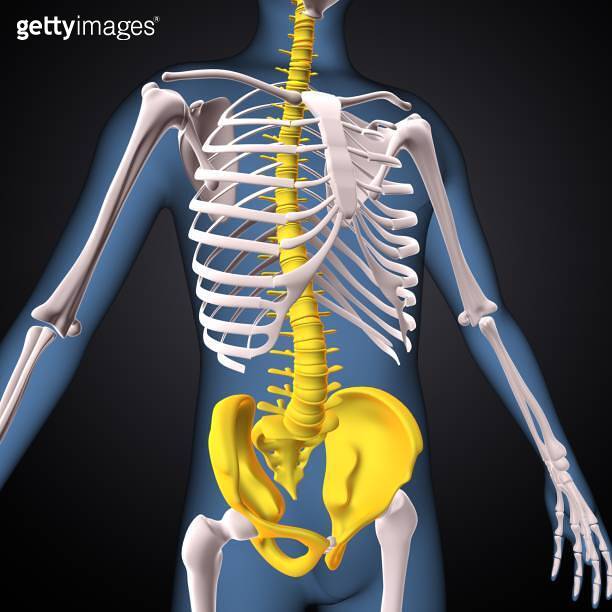 human skeleton spine,scapula,pelvis and backbone vertebrae anatomy. 3d ...
