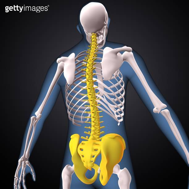 human skeleton spine,scapula,pelvis and backbone vertebrae anatomy. 3d ...