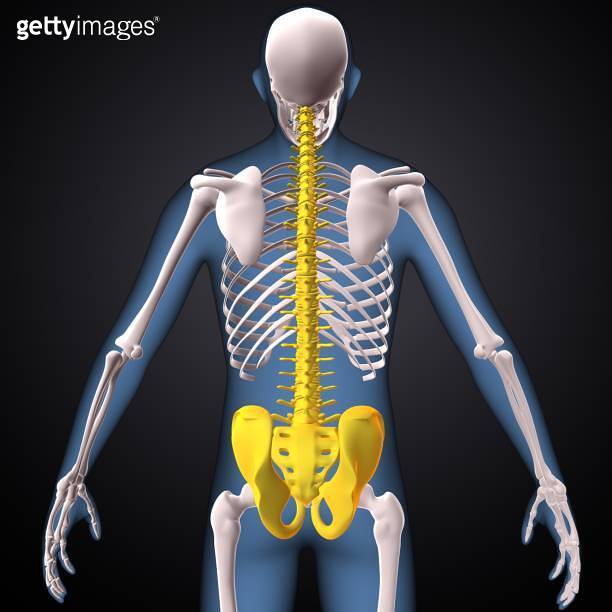human skeleton spine,scapula,pelvis and backbone vertebrae anatomy. 3d ...