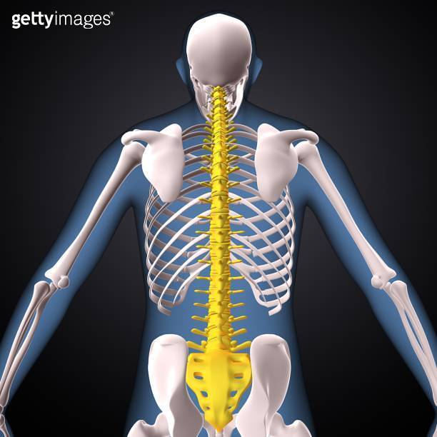 human skeleton spine,scapula,pelvis and backbone vertebrae anatomy. 3d ...