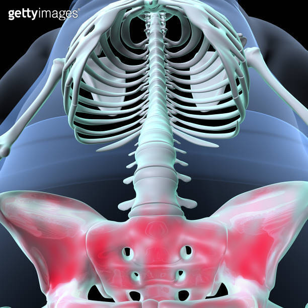 human skeleton ribs anatomy. 3d illustration (1765164187) - 게티이미지뱅크