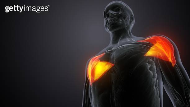 3d render of male deltoid muscle anatomy system (1465901981) - 게티이미지뱅크