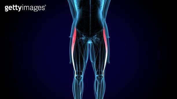 male human tibialis anterior muscle anatomy system. 3d illustration ...