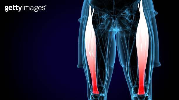 male human tibialis anterior muscle anatomy system. 3d illustration ...