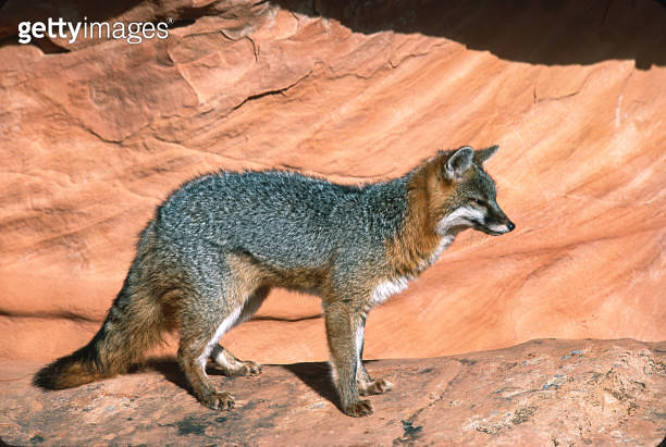 The gray fox (Urocyon cinereoargenteus), or grey fox, is an omnivorous ...