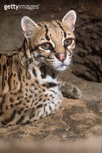 The ocelot (Leopardus pardalis) is a medium-sized spotted wild cat,. It ...