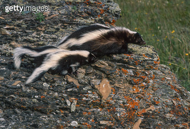 The striped skunk (Mephitis mephitis) is a skunk of the genus Mephitis ...