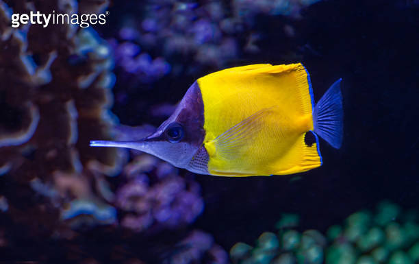 The yellow longnose butterflyfish or forceps butterflyfish, Forcipiger ...