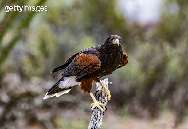 The Harris's hawk (Parabuteo unicinctus), also known as the bay-winged ...