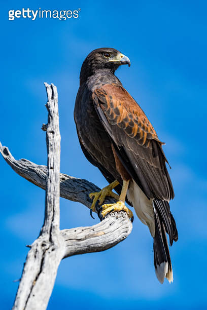 The Harris's hawk (Parabuteo unicinctus), also known as the bay-winged ...