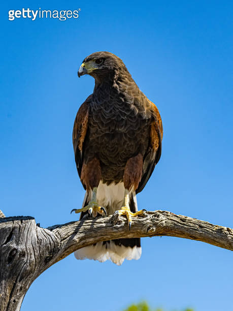 The Harris's hawk (Parabuteo unicinctus), also known as the bay-winged ...