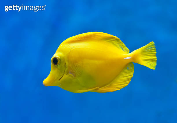 The yellow tang (Zebrasoma flavescens), also known as the lemon sailfin ...