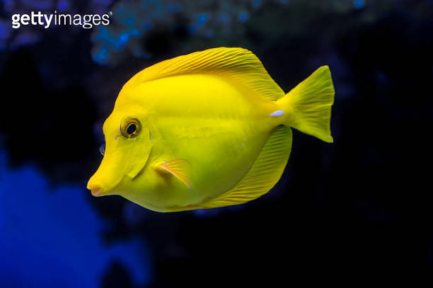 The yellow tang (Zebrasoma flavescens), also known as the lemon sailfin ...