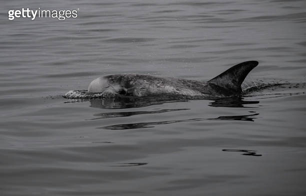 Risso's dolphin (Grampus griseus) is a dolphin, the only species of the ...