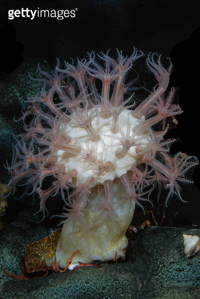 Deep water mushroom soft coral, Heteropolypus ritteri is a genus of ...