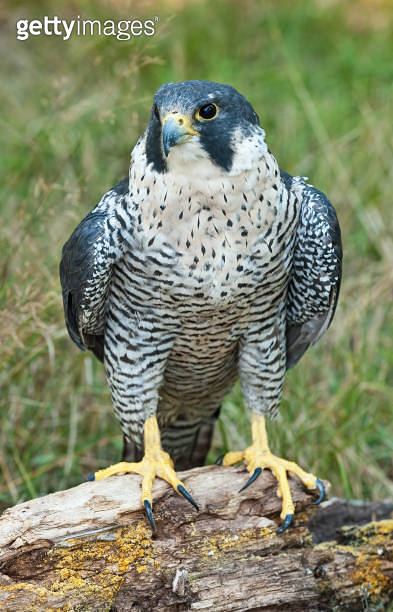 Peregrine Falcon or Peale's Peregrine Falcon, Falco peregrinus or Falco ...
