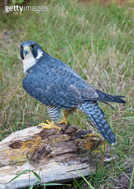 Peregrine Falcon or Peale's Peregrine Falcon, Falco peregrinus or Falco ...