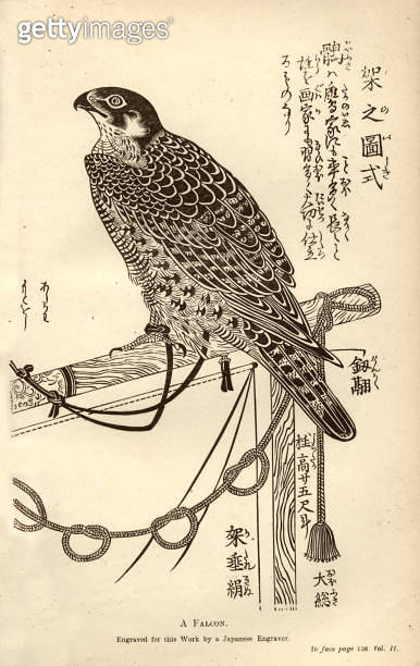 Falcon on a perch after a Japanese engraver, Art of Japan, History of ...