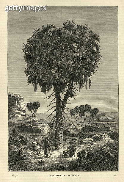 Doum Palm, Hyphaene thebaica, tree of the Soudan, Botany, Victorian ...