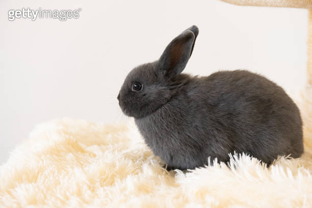 Portrait of One Pet Rabbit Sitting Indoors 이미지 (1680982085) - 게티이미지뱅크