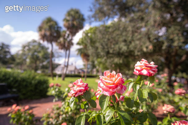 Winter Park Florida Rose Garden with Palm Trees in Background 이미지 ...