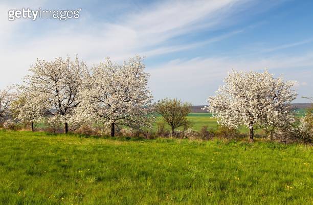 flowering cherry trees in latin Prunus cerasus (1460637329) - 게티이미지뱅크