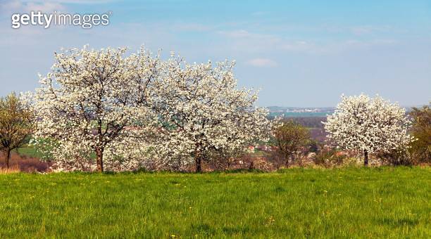 flowering cherry trees in latin Prunus cerasus (1465383189) - 게티이미지뱅크