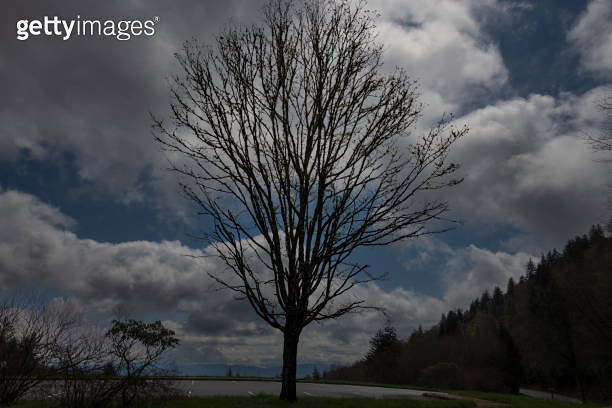 Tree silhouette at the Luftee overlook in the Great Smoky Mountains NP ...