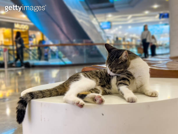 Cute cat in shopping mall. 이미지 (1777099464) - 게티이미지뱅크