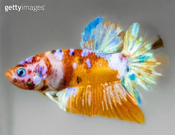 Placard Turquoise Blue red orange Siamese fighting fish in a home ...